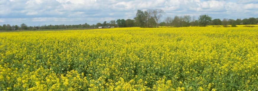 koolzaad 4 - Agraservice LindenholsAgraservice Lindenhols