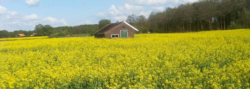 Koolzaad 5 - Agraservice LindenholsAgraservice Lindenhols