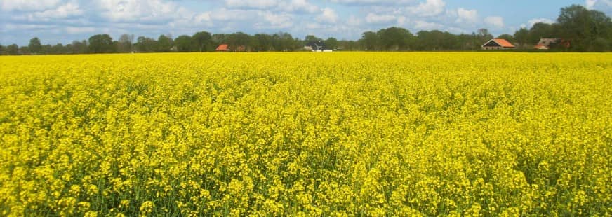 Koolzaad 6 - Agraservice LindenholsAgraservice Lindenhols
